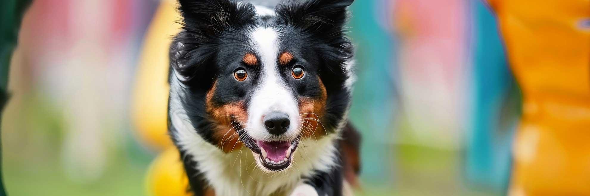 10 Goldene Regeln für gesunden Hundesport